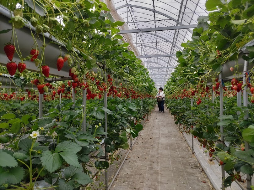 久しぶりに一人で「日帰りバス旅行」に行きました。: グランパの青春日記