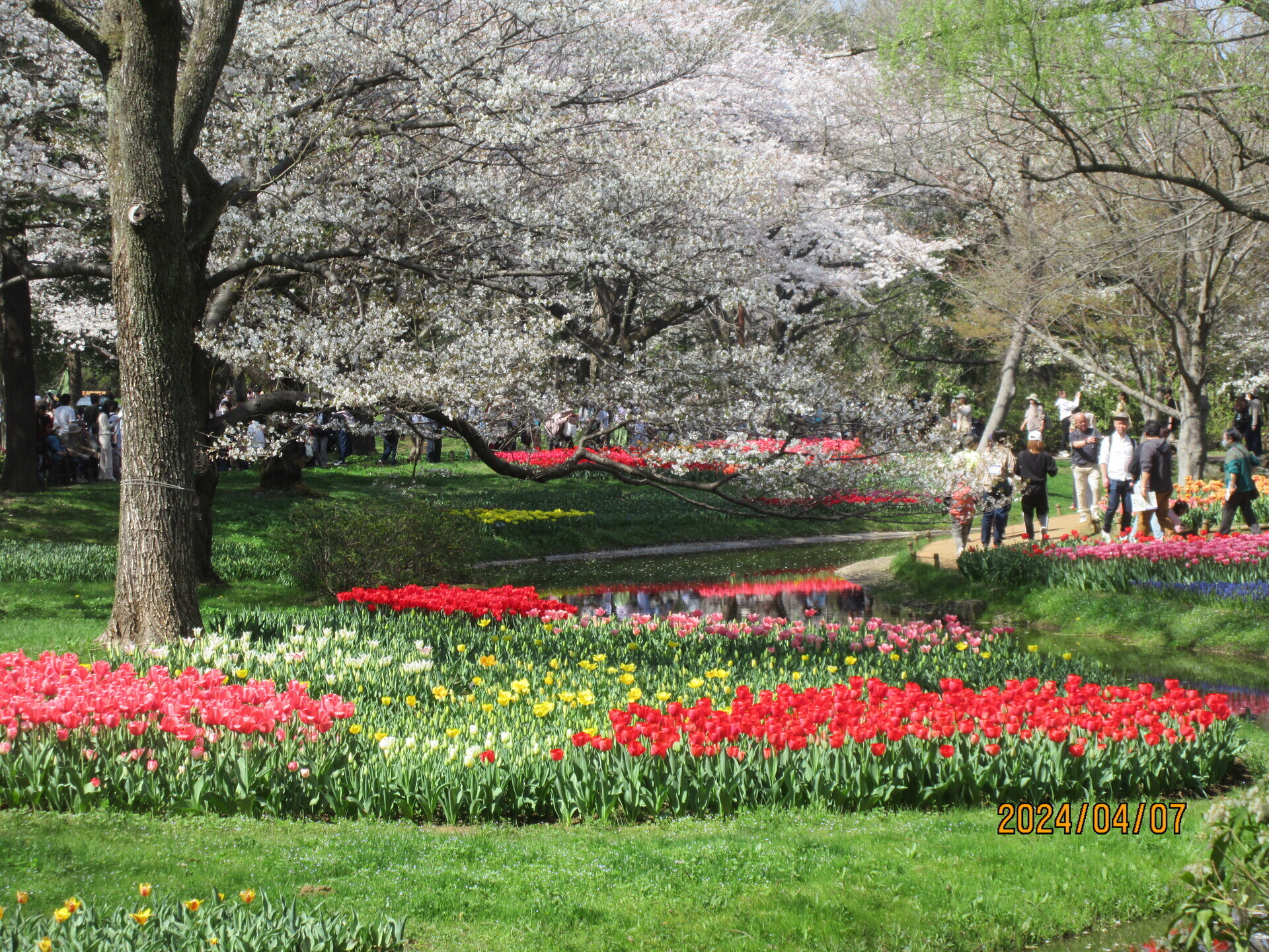 「昭和記念公園」に行きました。: グランパの青春日記
