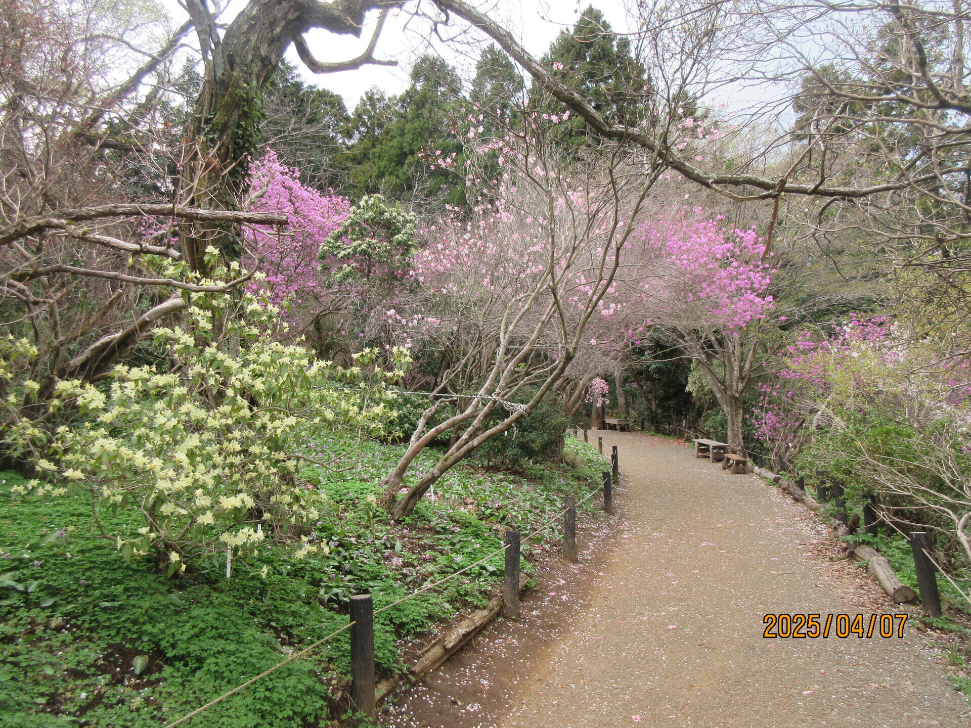 「城山・かたくりの里」へ花を見に行きました。: グランパの青春日記